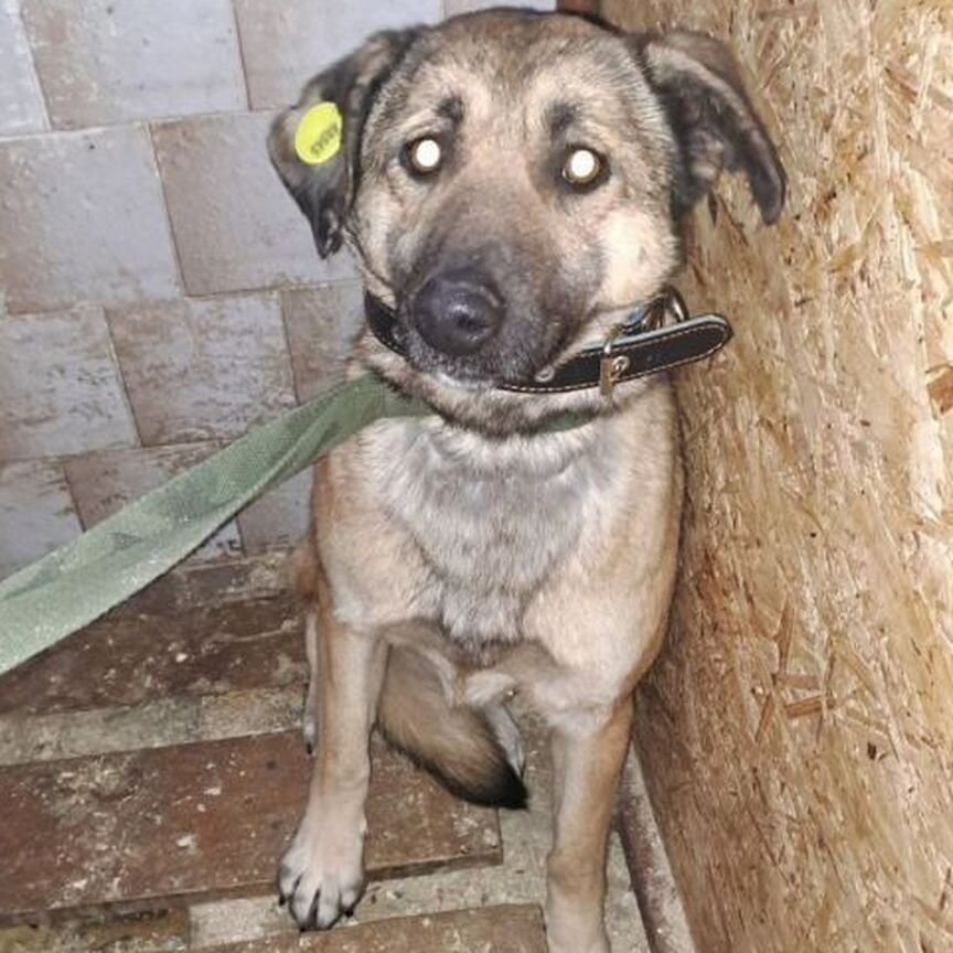 Взрослая собака в добрые руки