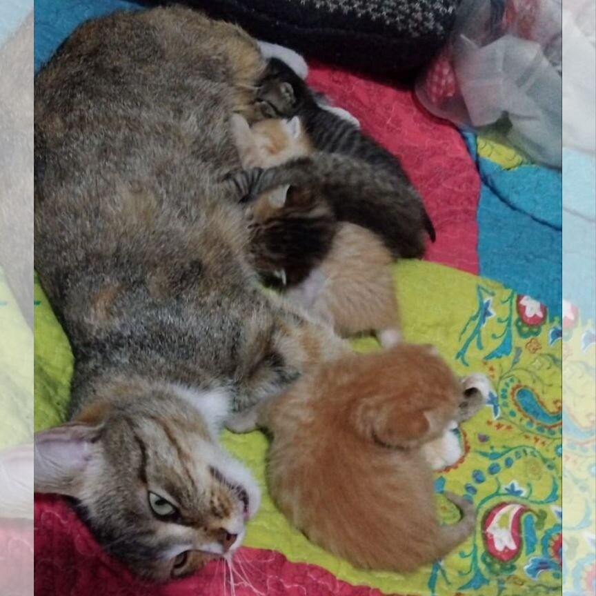 Котята в добрые руки бесплатно