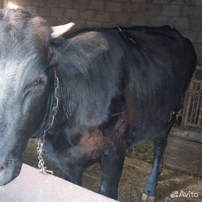 Тёлочка не стельная