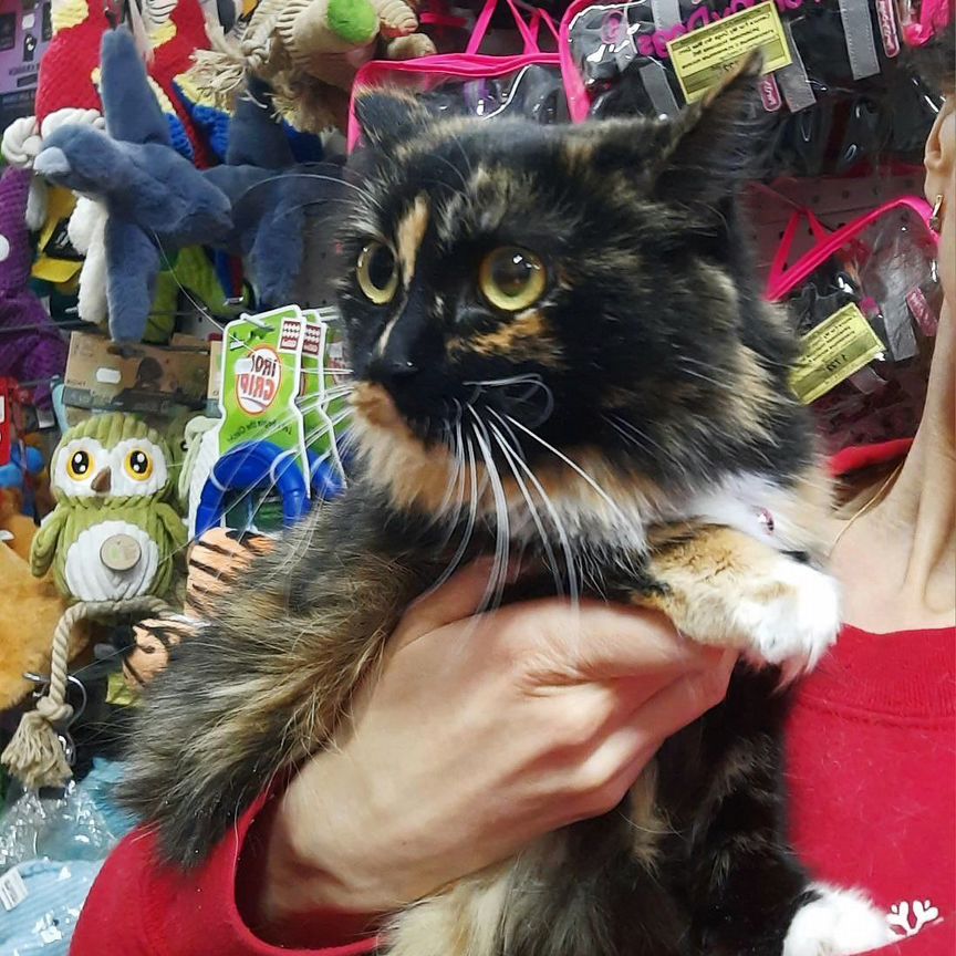 Взрослая, Девочка кошка в добрые руки