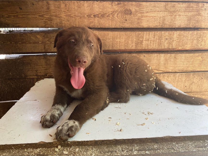 Щенок в добрые руки