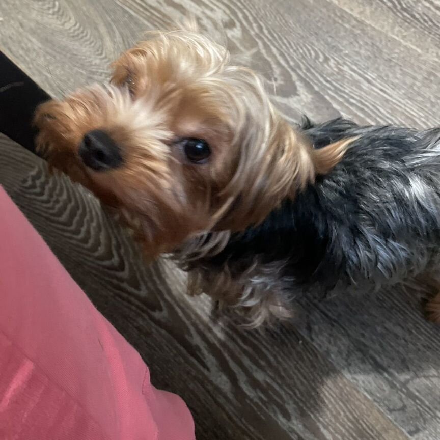 Йоркширский терьер, взрослый пёс