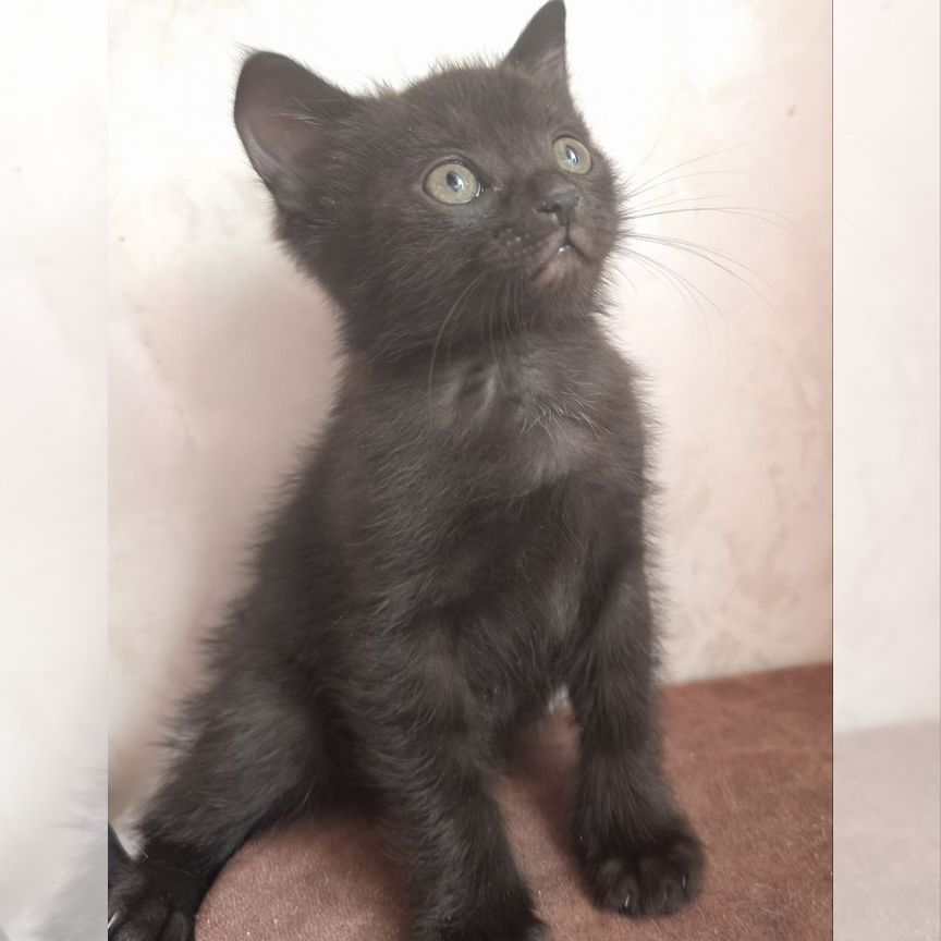 Бомбейский котёнок