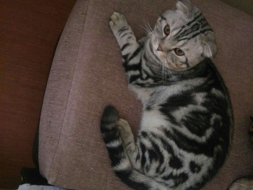 Жду невесту (Шотланку)