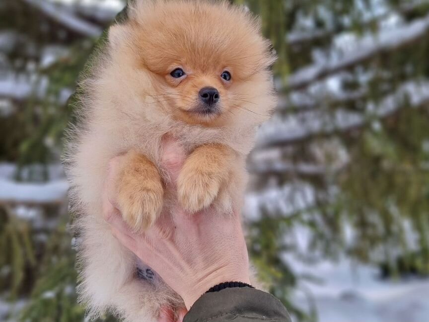 Померанский шпиц