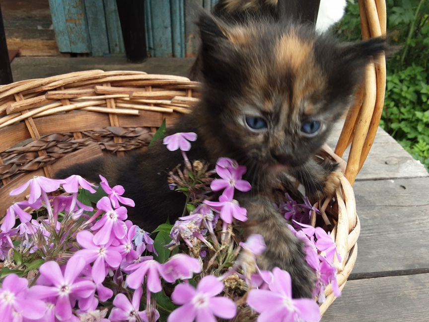 Котята трехцветные