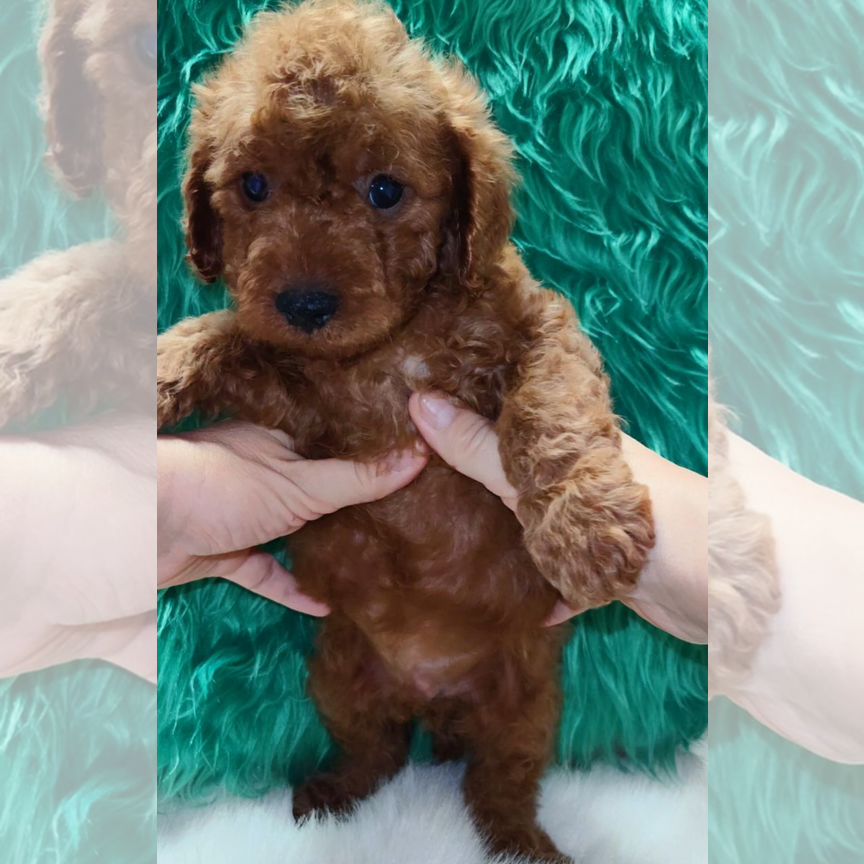 Кавапу, щенок