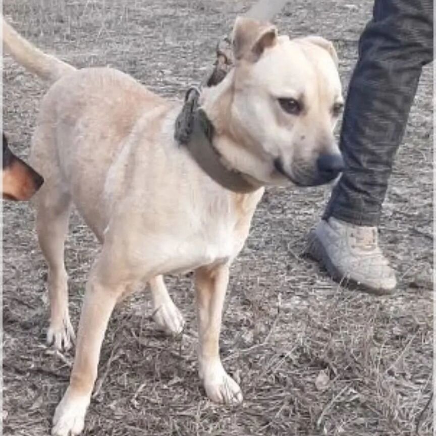 Взрослая собака в добрые руки