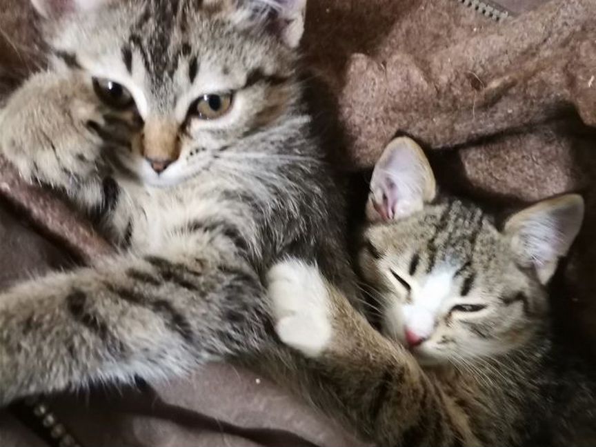 Кошечки для души, домашние