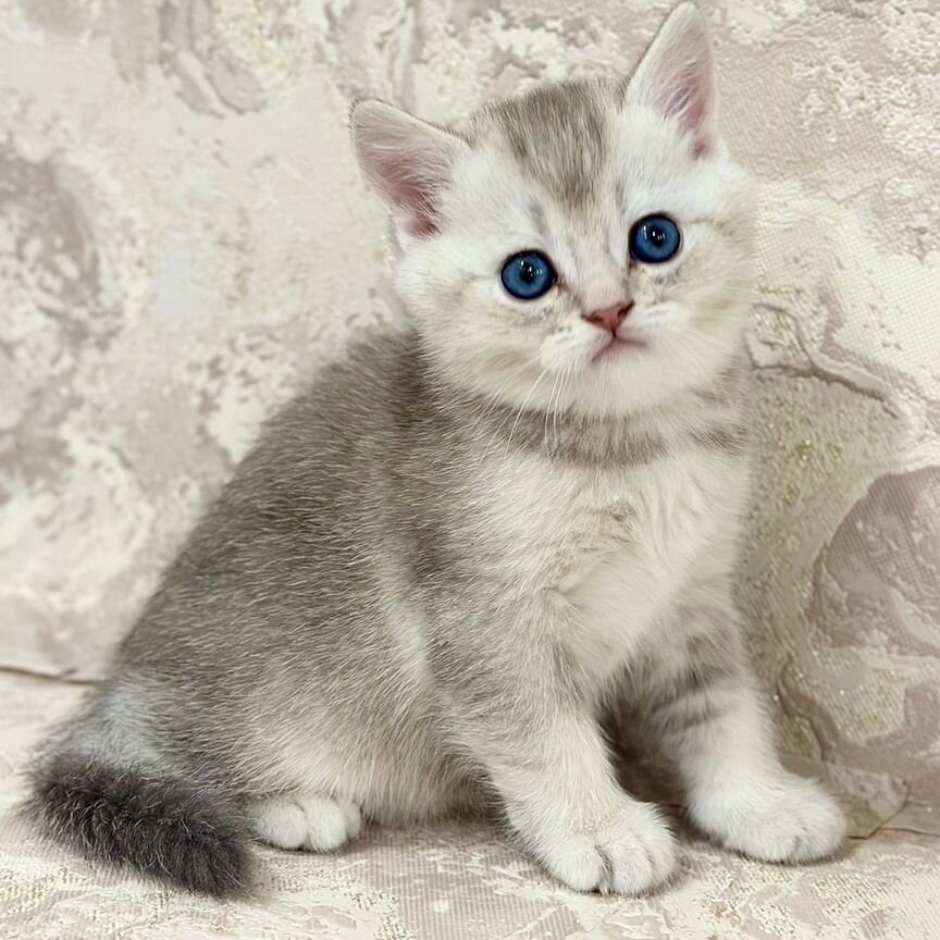 Шотландский прямоухий короткошёрстный котёнок