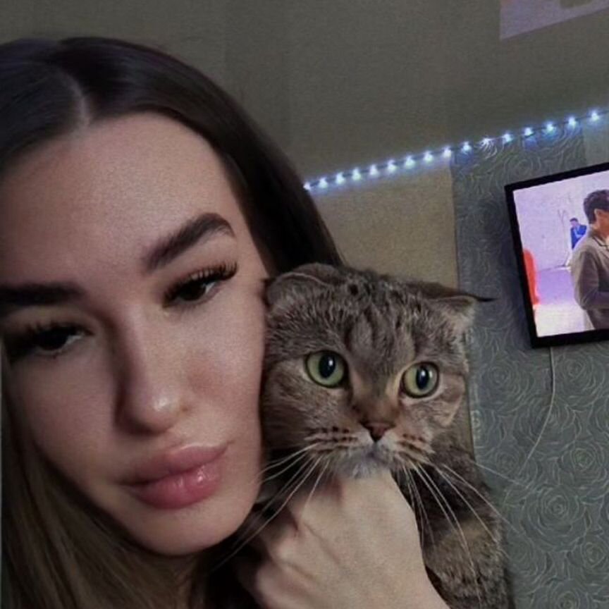 Кошка британка