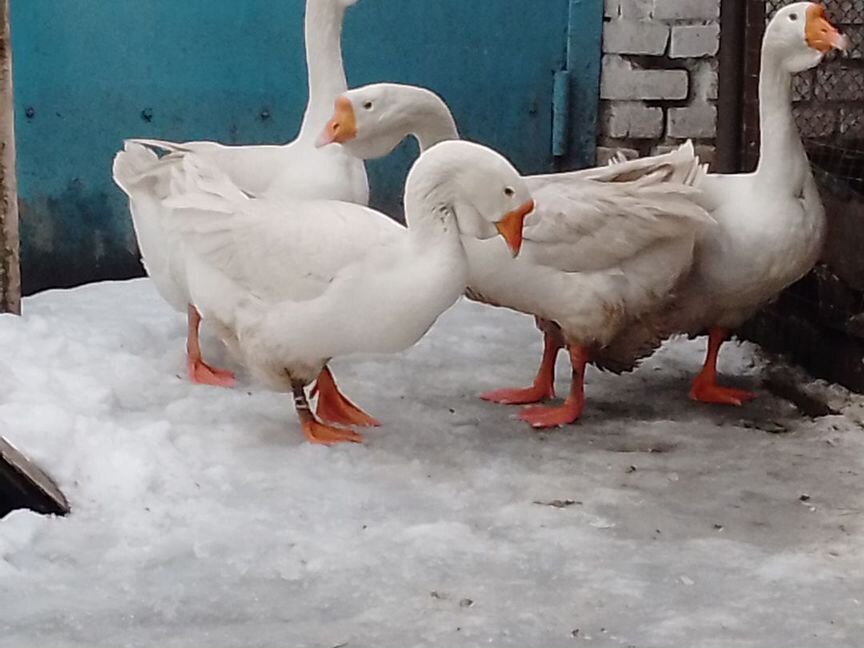 Холмогорские гуси