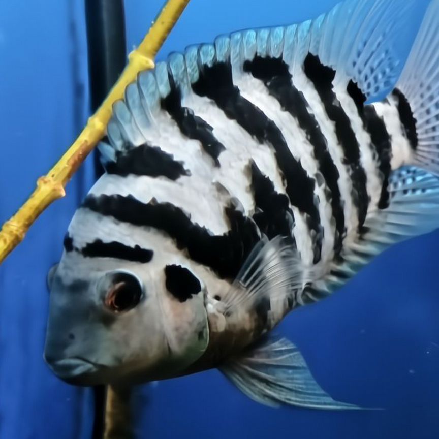 Нерестящаяся пара сапфировых попугаев