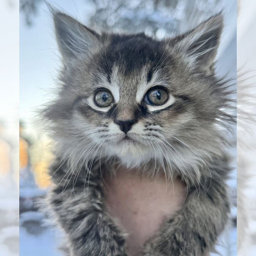 Чаузи котёнок