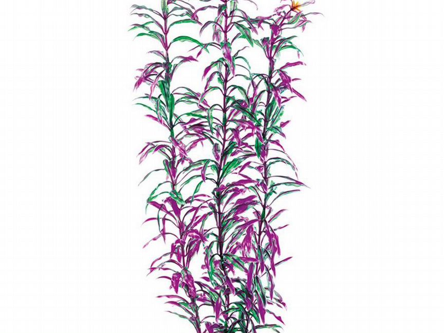 Растение Laguna "Людвигия" красно-зелен