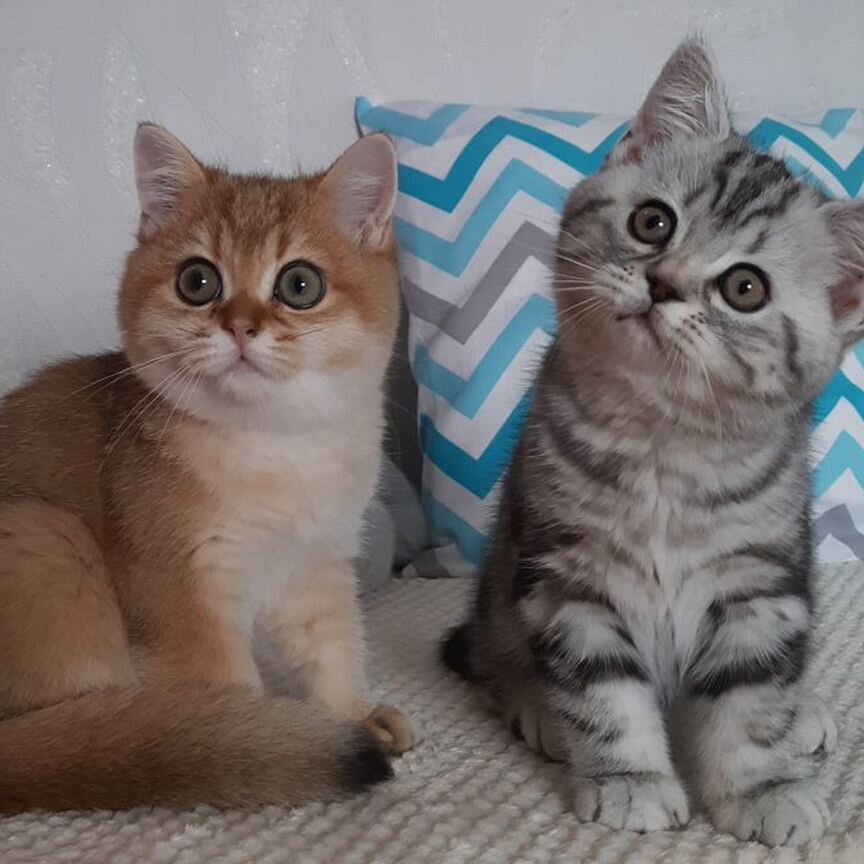 Британские мальчишки