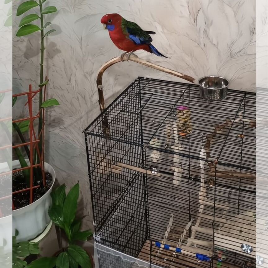 Попугай розелловый