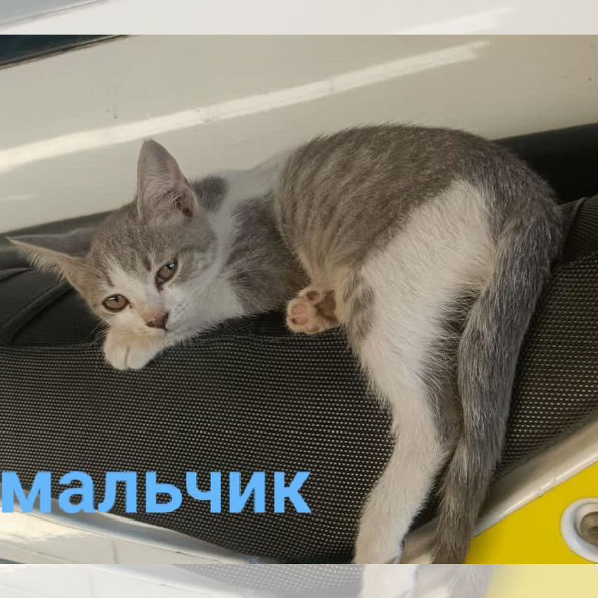 Шотландские метисы