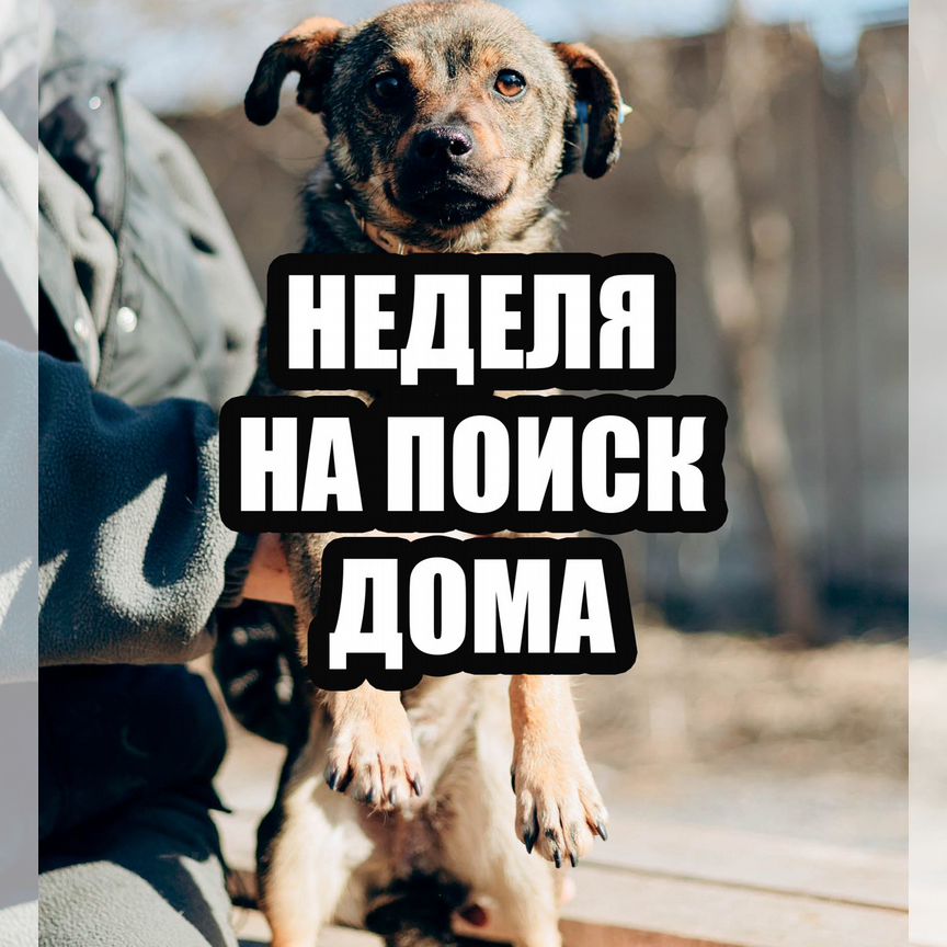 Взрослый пёс в добрые руки