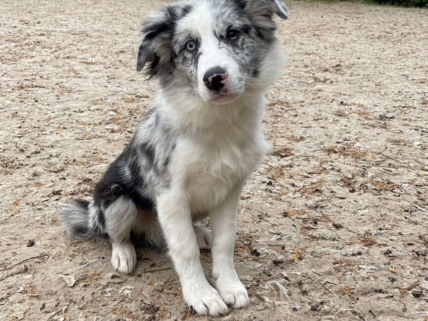 Собака бордер колли