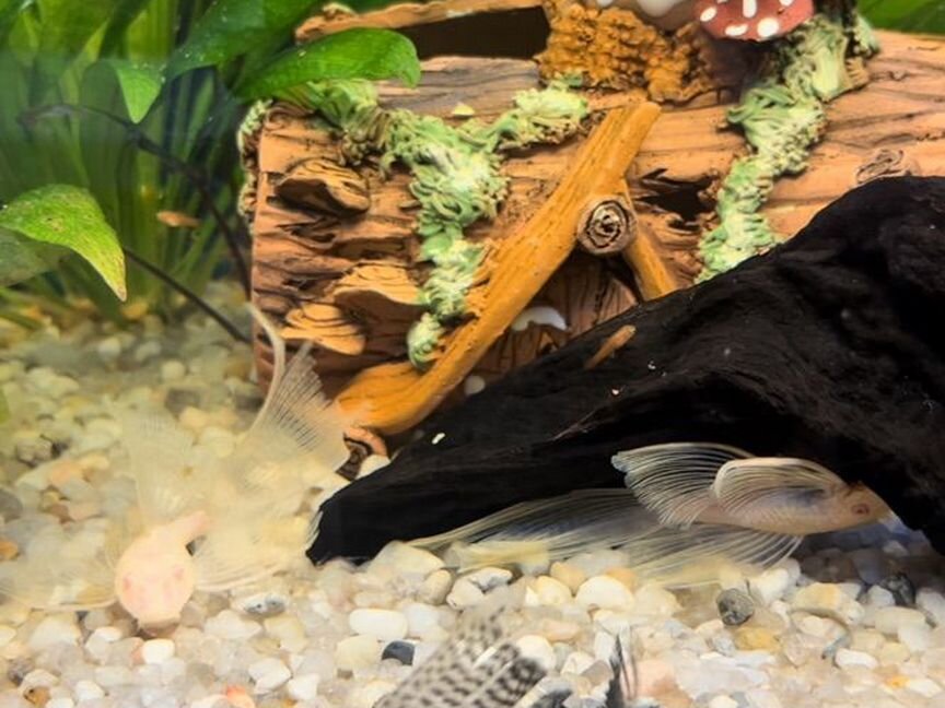 Анциструс вуалевый