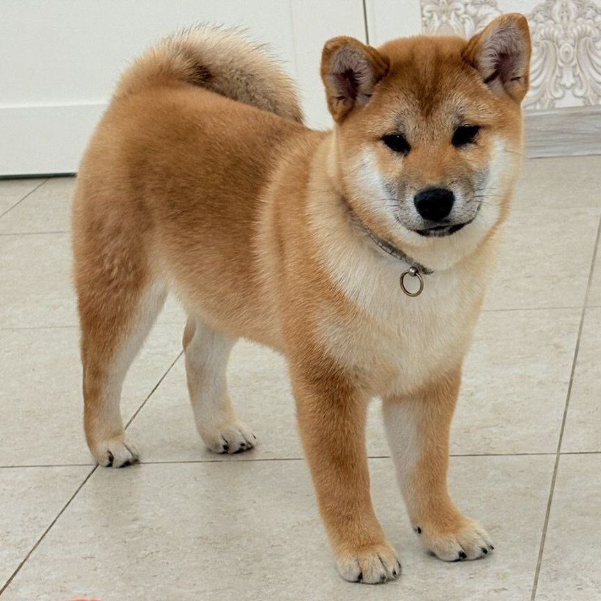 Сиба-ину, щенок