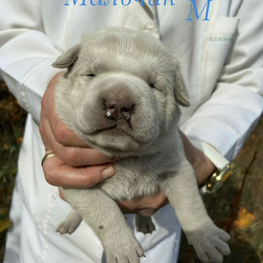 Сладкий пирожок -сынок