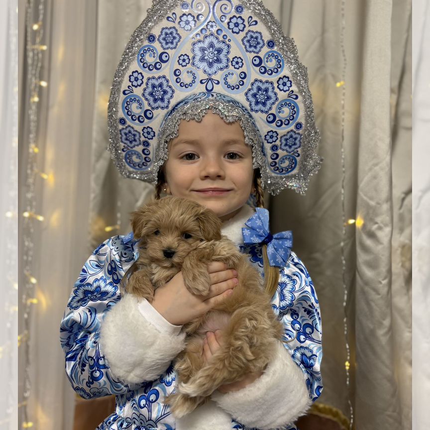 Мальтипу, щенок