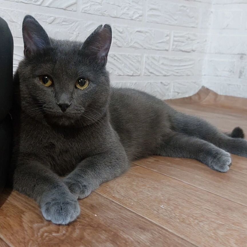 Русская голубая, кот