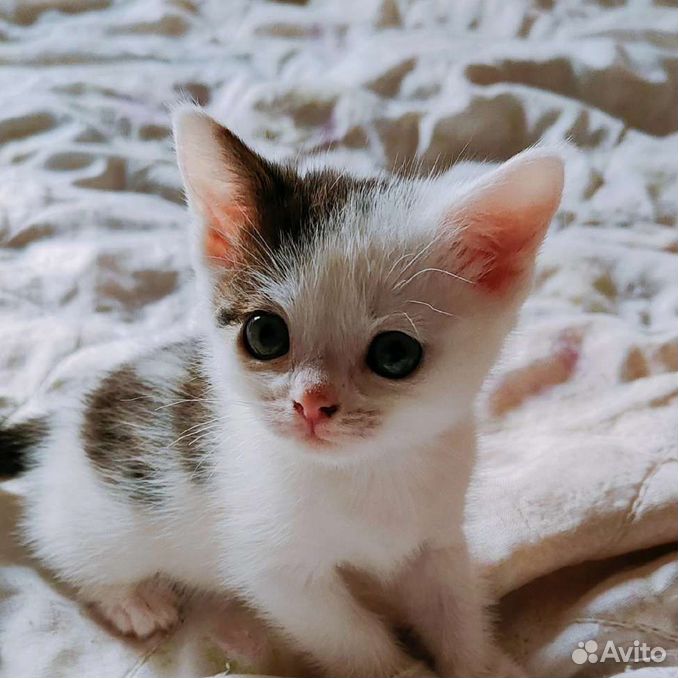 Финик ищет дом