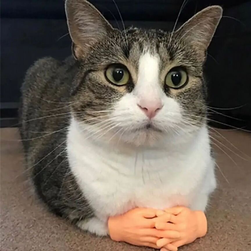 Силиконовые перчатки для массажа кошек