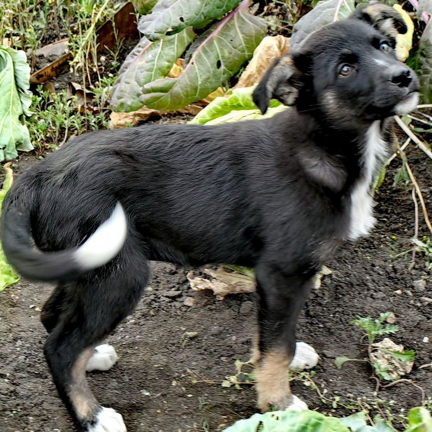 Щенок в добрые руки