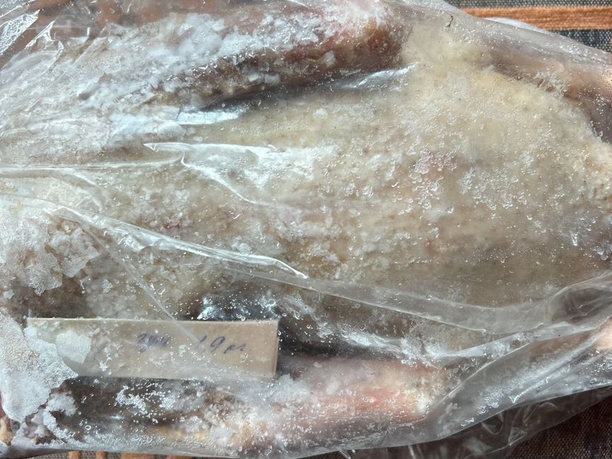 Гусь домашний