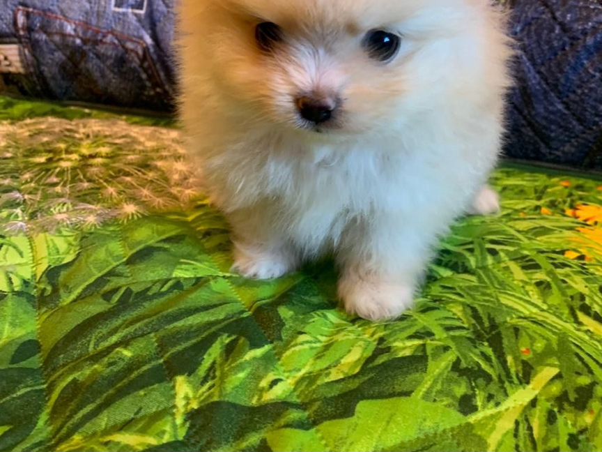 Щенок померанского шпица