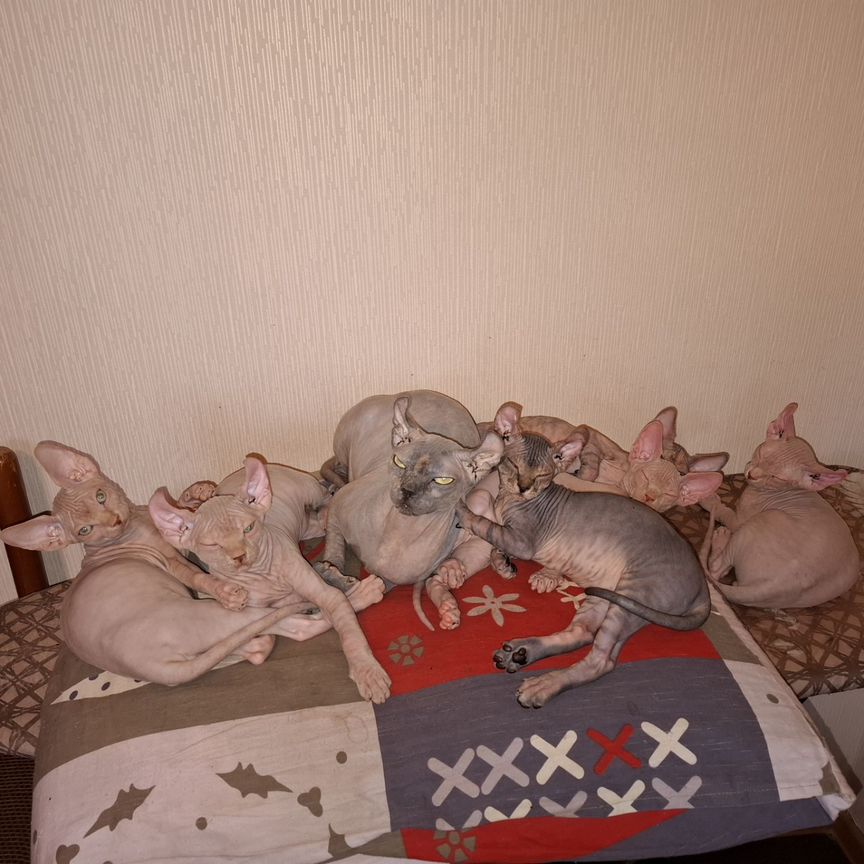 Канадский сфинкс котенок