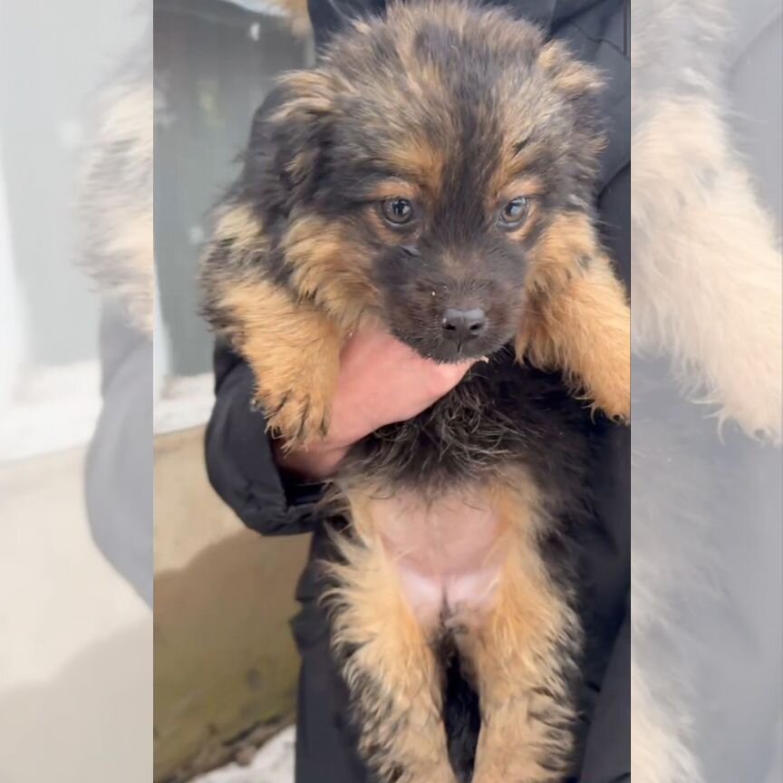 Щенок в добрые руки