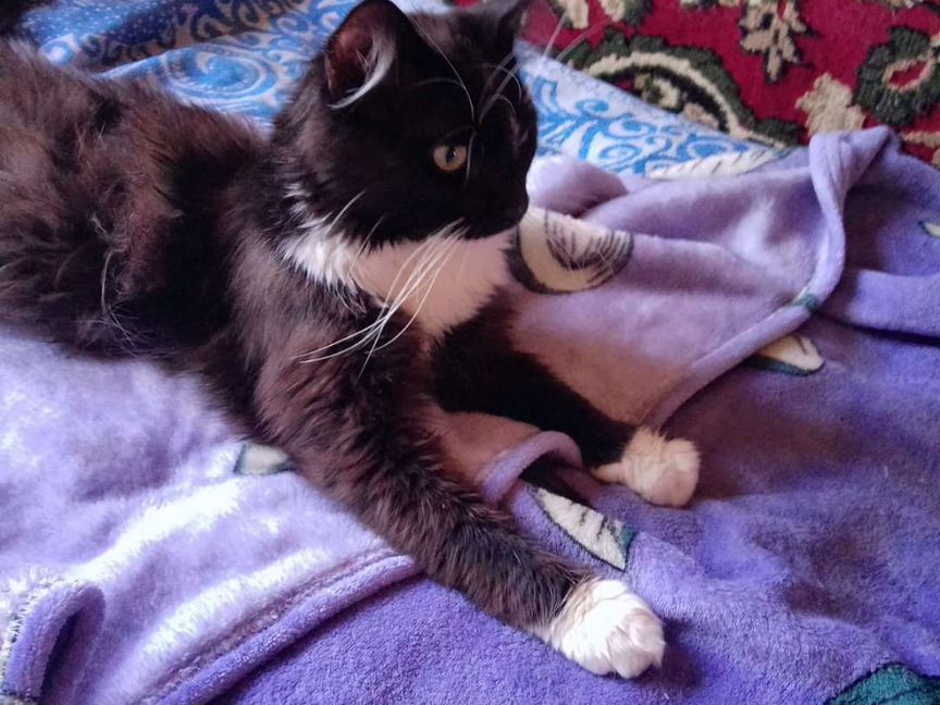 Кошка