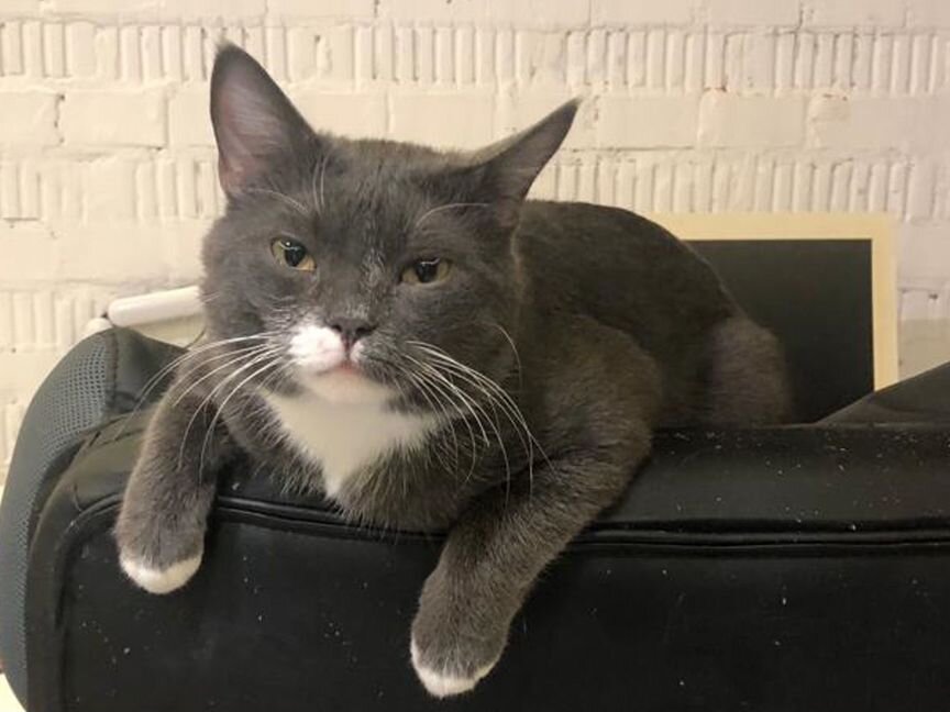 Отдам кота в добрые руки