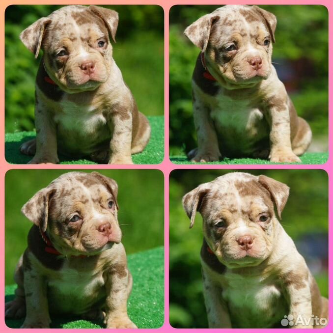 Очаровательная девочка мерль шоколадный триколор