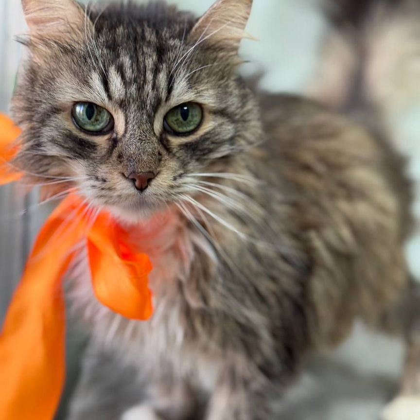 Кошка в добрые руки