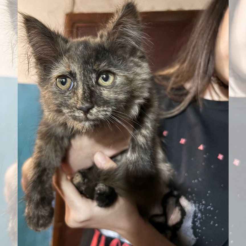 Котёнок в добрые руки