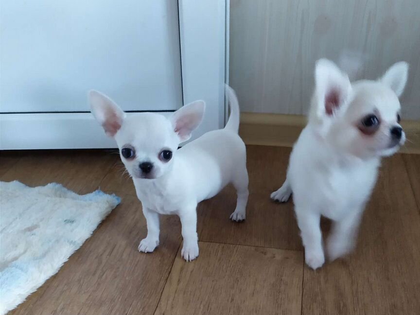 Чихуахуа мини мальчик