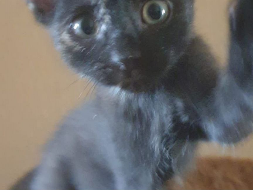 Котенок