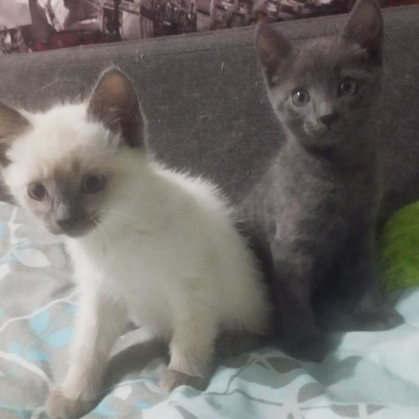 Отдам котят и кошку