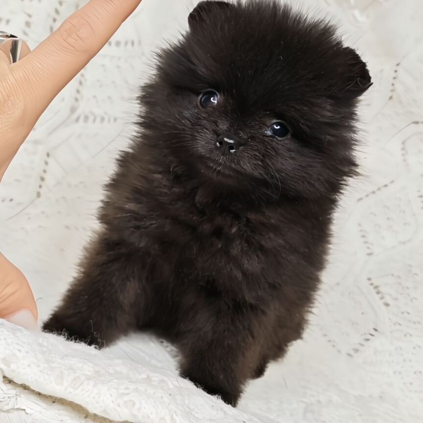 Померанский шпиц, щенок