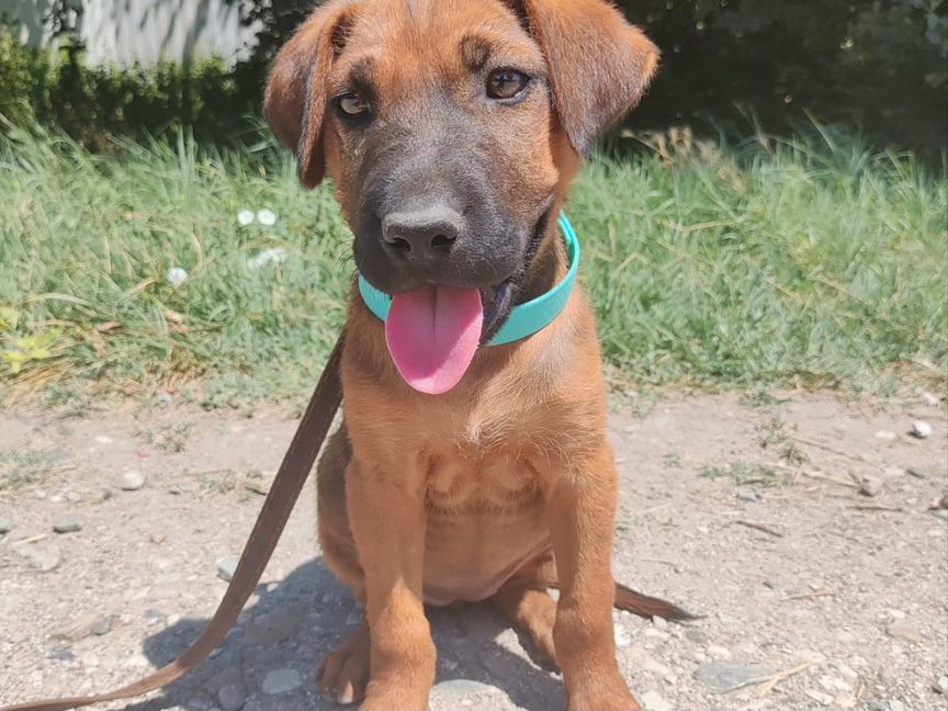 Отдам в добрые руки