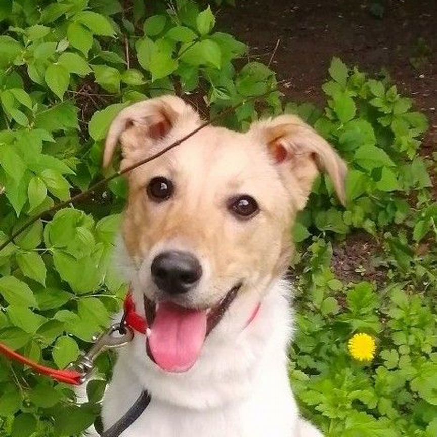 Милашка в добрые руки, 6 месяцев