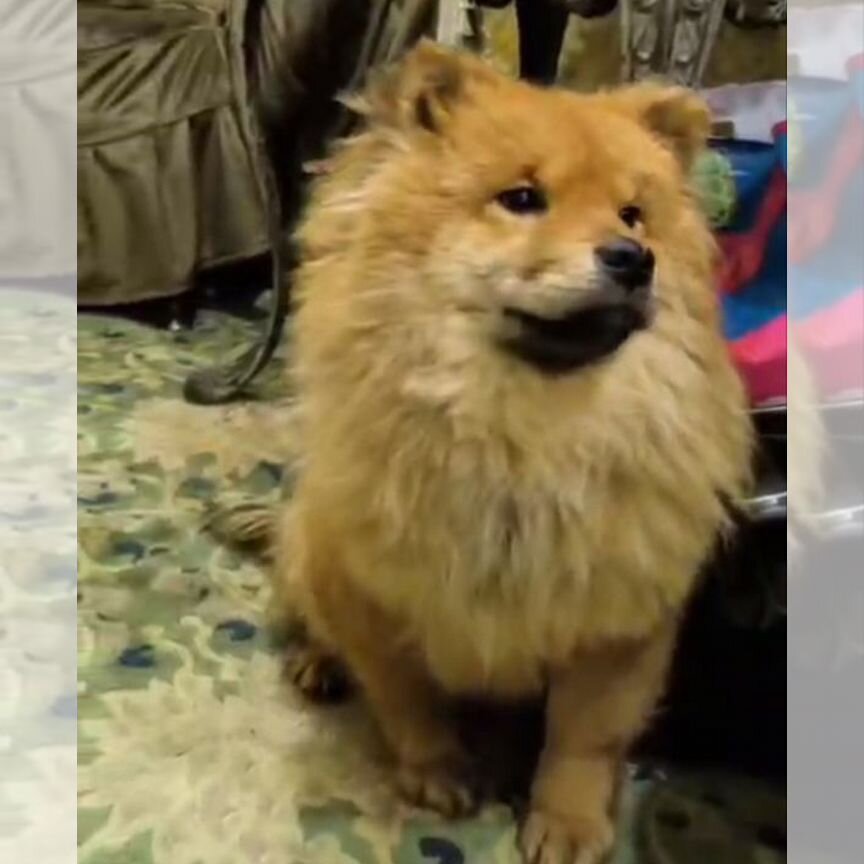 Сиба-ину, щенок