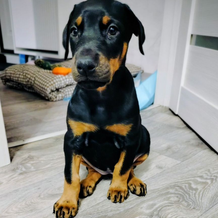 Доберман, щенок