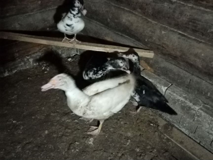 Продам индеуток.,возрост 8 месецев